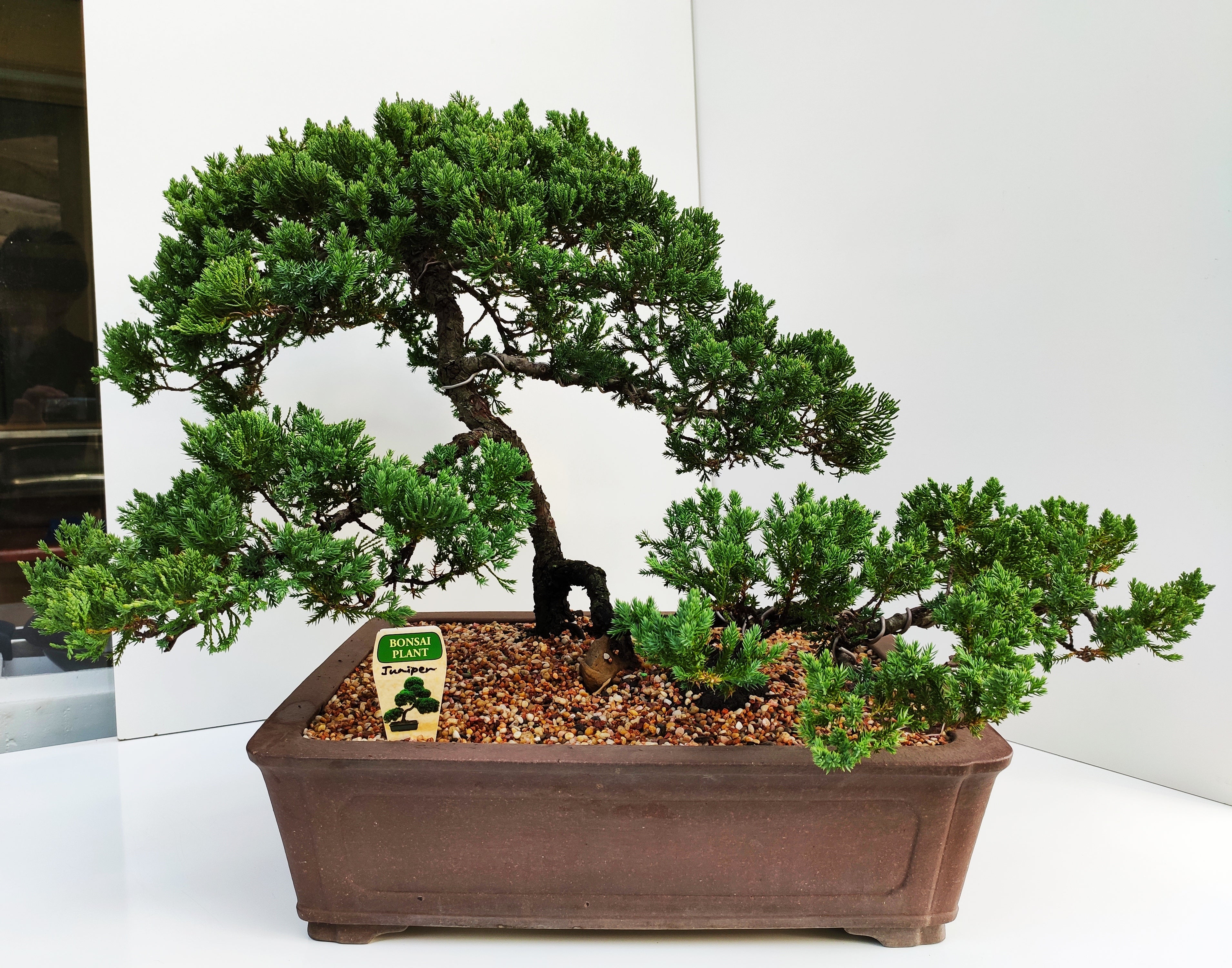 Bonsai Trees | Bonsai Gifts Nursery