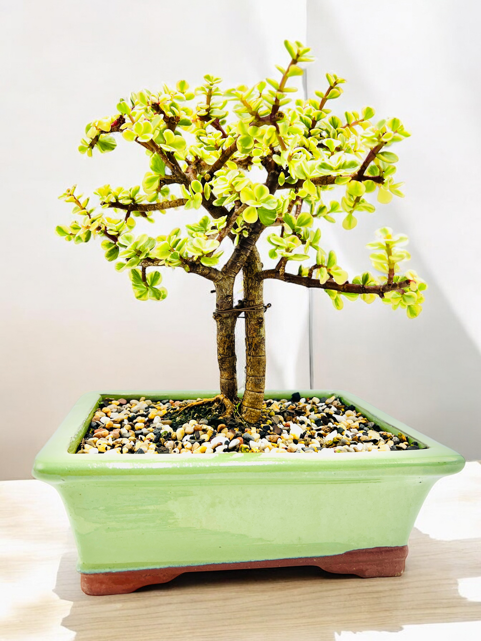 10 Inch Twin Trunk Variegated Jade Bonsai Tree – Bonsai Gifts Nursery