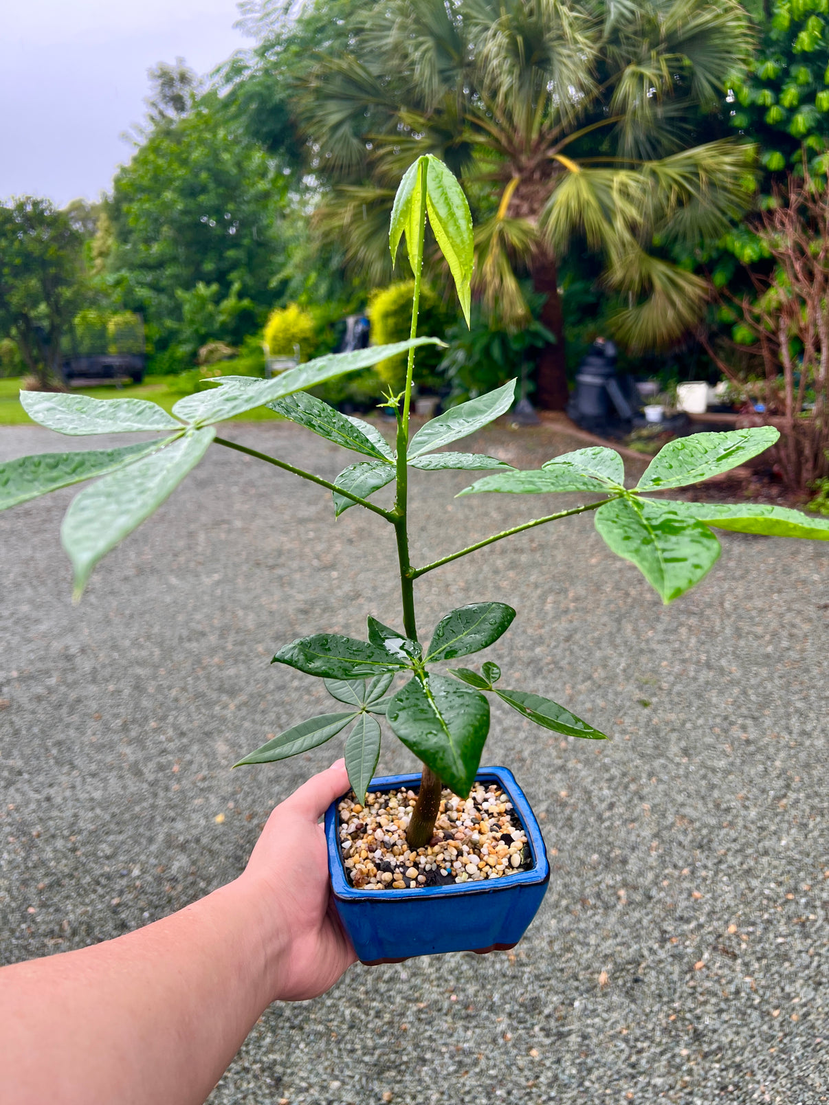 Indoor Guiana Chestnut “Pachira Aquatica” Bonsai Tree 发财树 – Bonsai ...