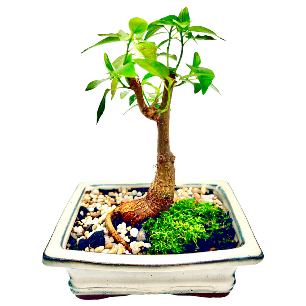 Small Leaf Fig Bonsai Tree 6 Inch – Bonsai Gifts Nursery