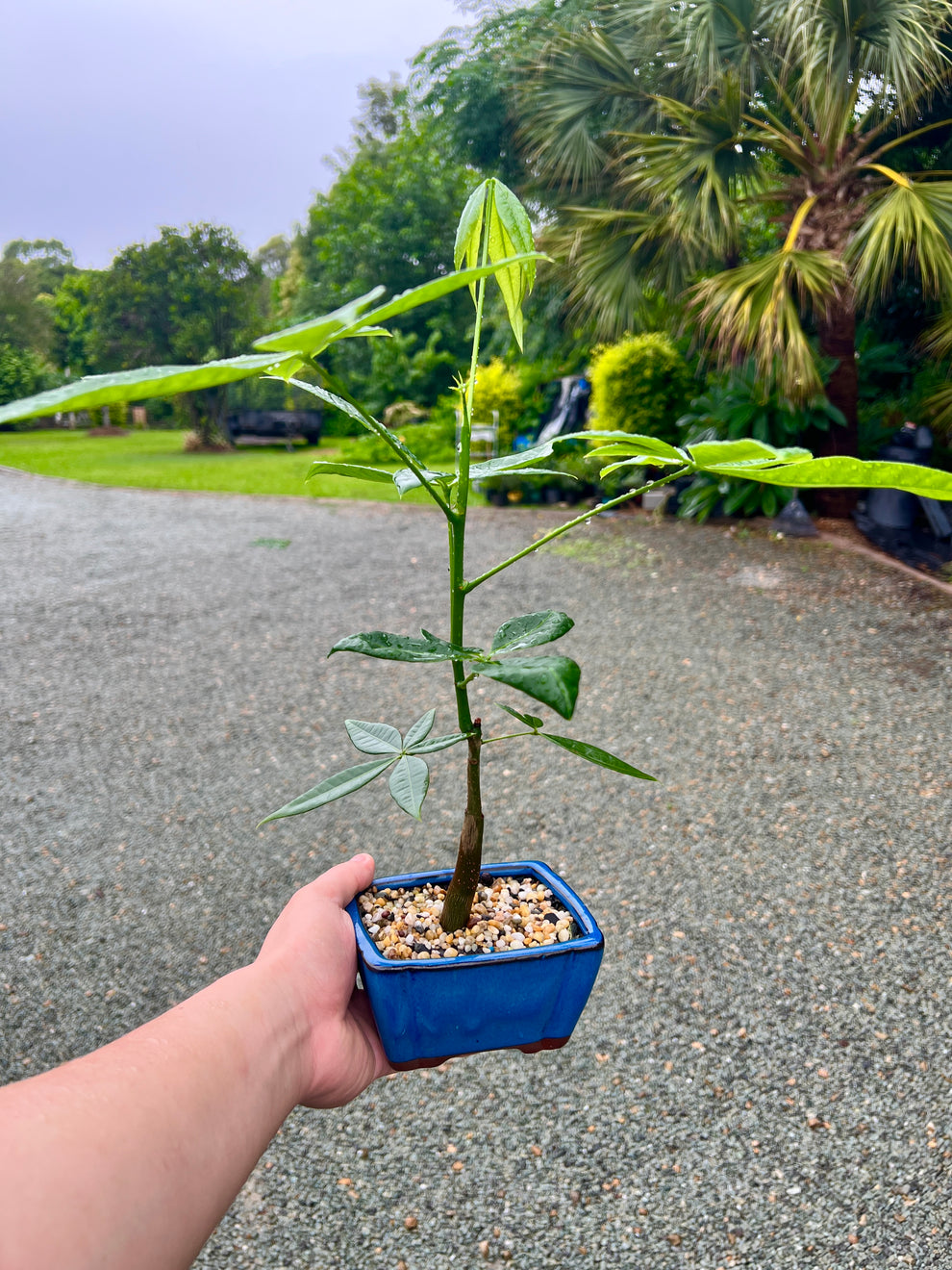 Indoor Guiana Chestnut “Pachira Aquatica” Bonsai Tree 发财树 – Bonsai ...