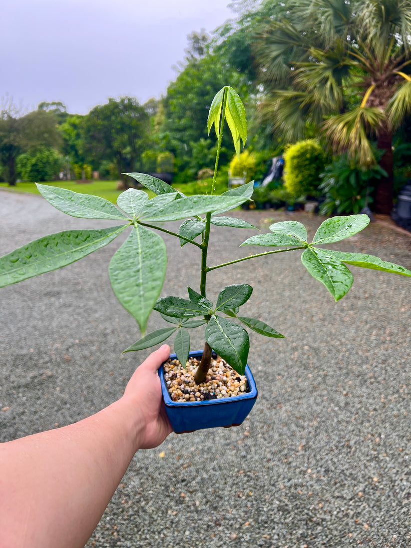 Indoor Guiana Chestnut “Pachira Aquatica” Bonsai Tree 发财树 – Bonsai ...