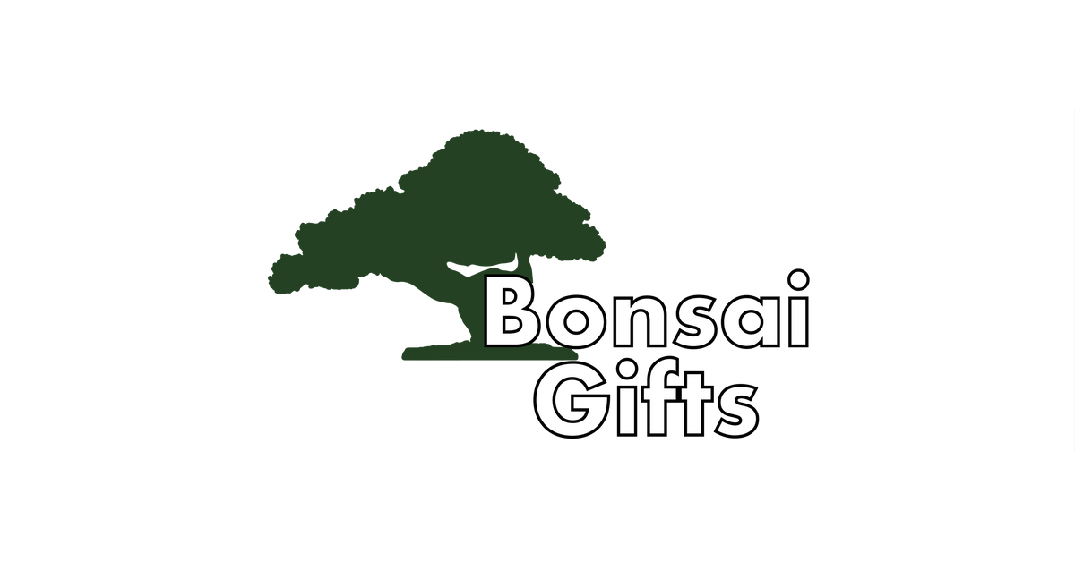 8 Inch Small Leaf Fig Bonsai Tree – Bonsai Gifts Nursery