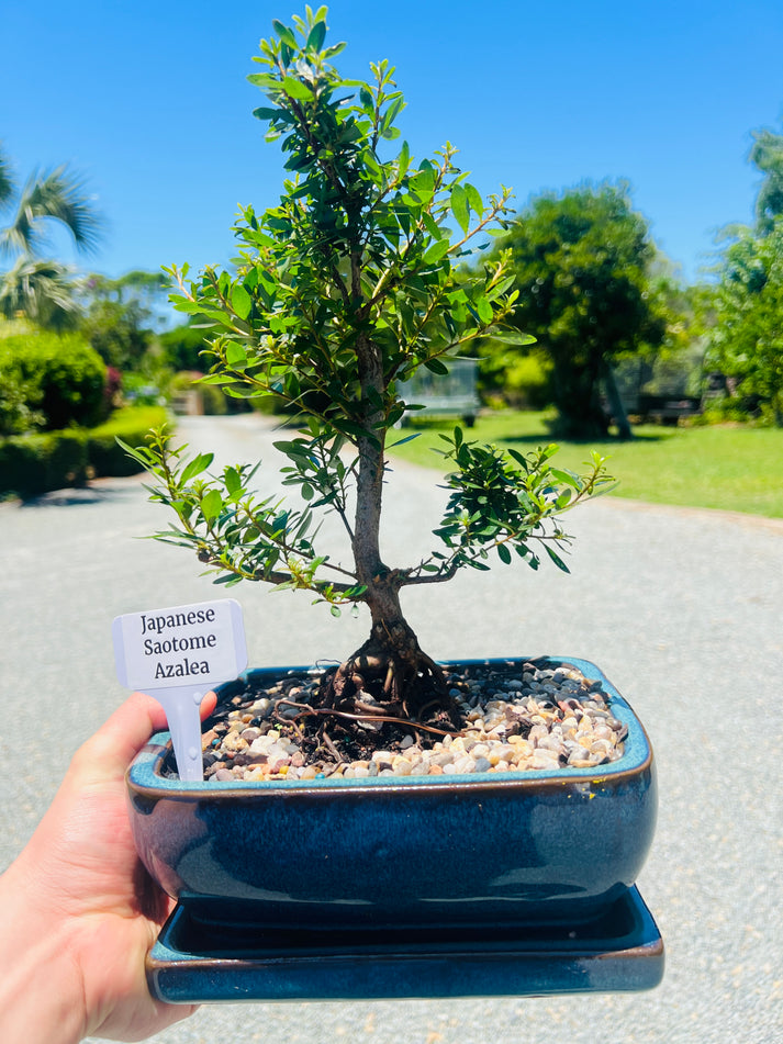 Saotome Azalea Bonsai Tree 8" - Bonsai Gifts Nursery