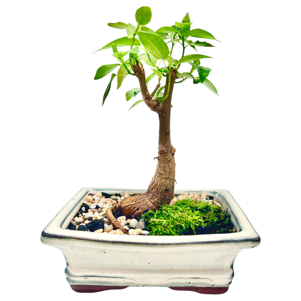 Small Leaf Fig Bonsai Tree 6 Inch – Bonsai Gifts Nursery